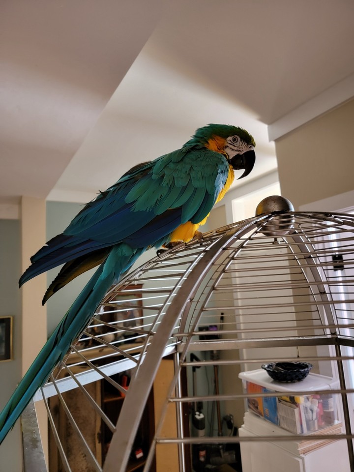 Lot Of 380+ Naturally Molted Macaw Feathers - Up to 22" Long Wing, Tail ...