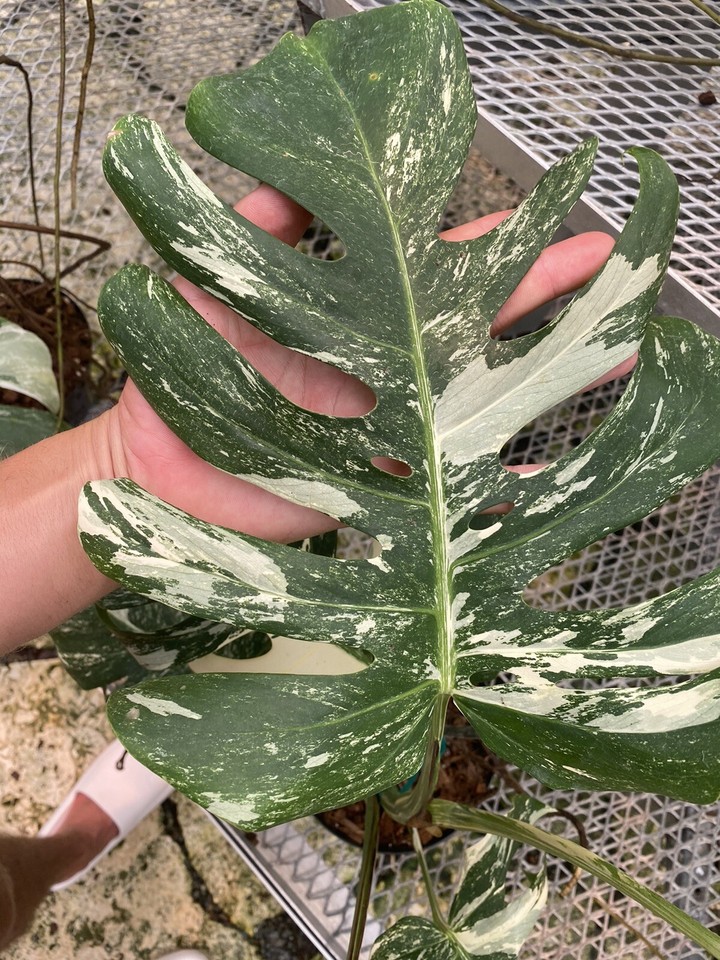 Monstera Albo ~Mint Variegation~ | eBay