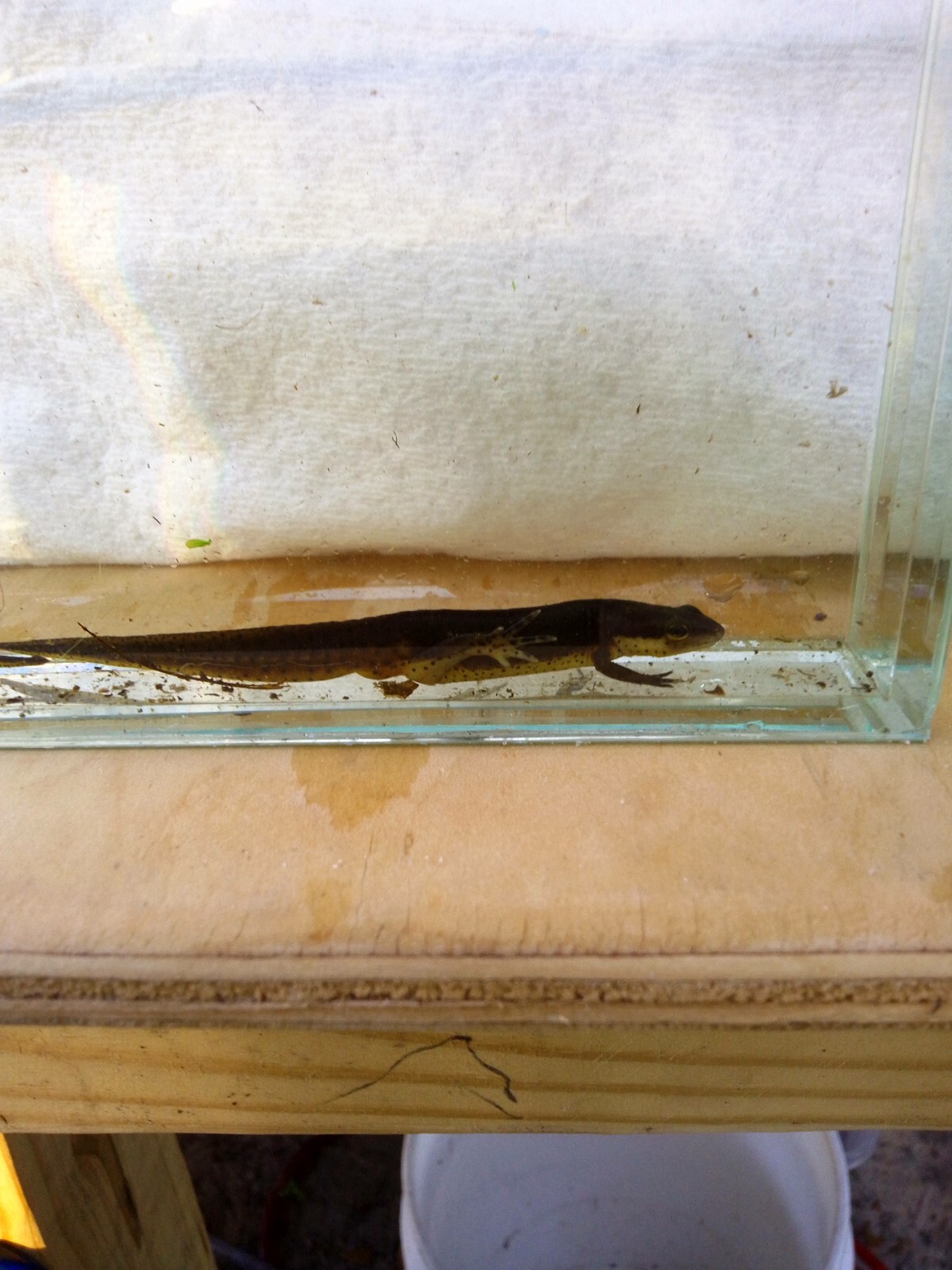 Eastern Newtt | eBay