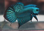 Wild Betta Fish Green Alien Male Quality Grade from TH * Stock Photo ...