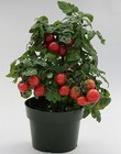 Tomato Raspberry Ruffles 100 seeds | eBay