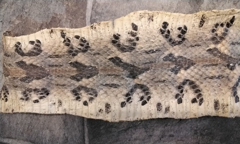Rattlesnake Skin Canebreak Rattlesnake Vegetable Tanned #CBD1 53" x 6 ...