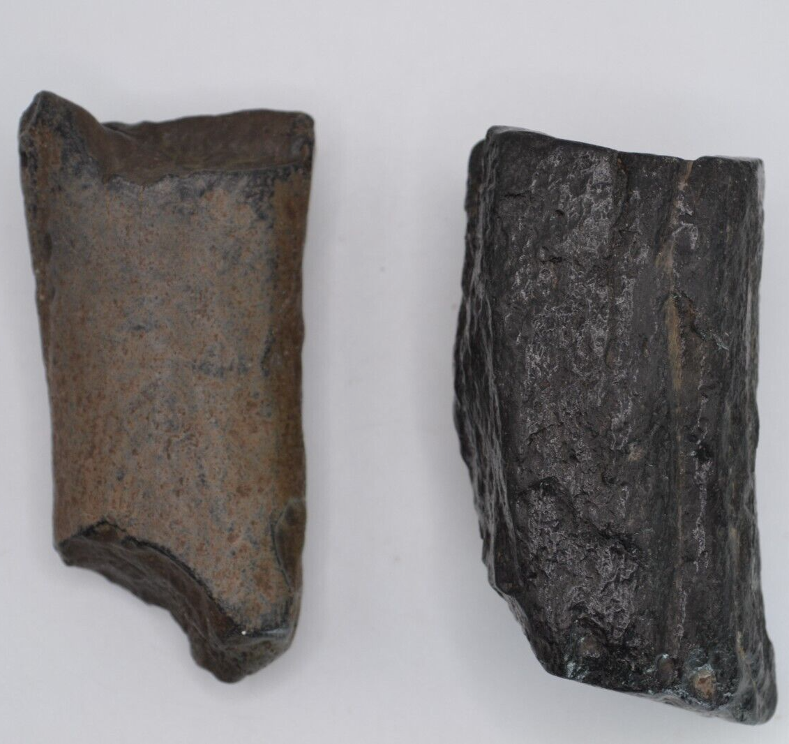 2 Dugong or Whale Rib Fragments, Manatee, Miocene Fossil, Bone Valley ...