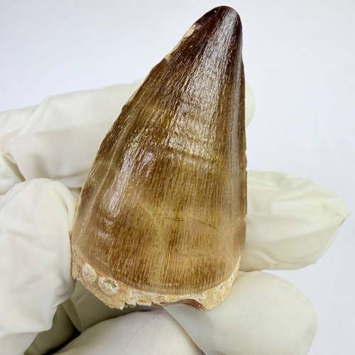 REAL Mosasaur Tooth Fossil MOROCCO Cretaceous Reptile Rare Dinosaur ...