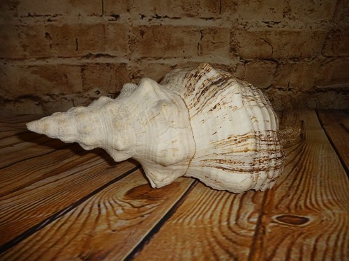 Genuine LARGE Conch Trumpet Seashell Sea Shell Display Aquarium Beach ...
