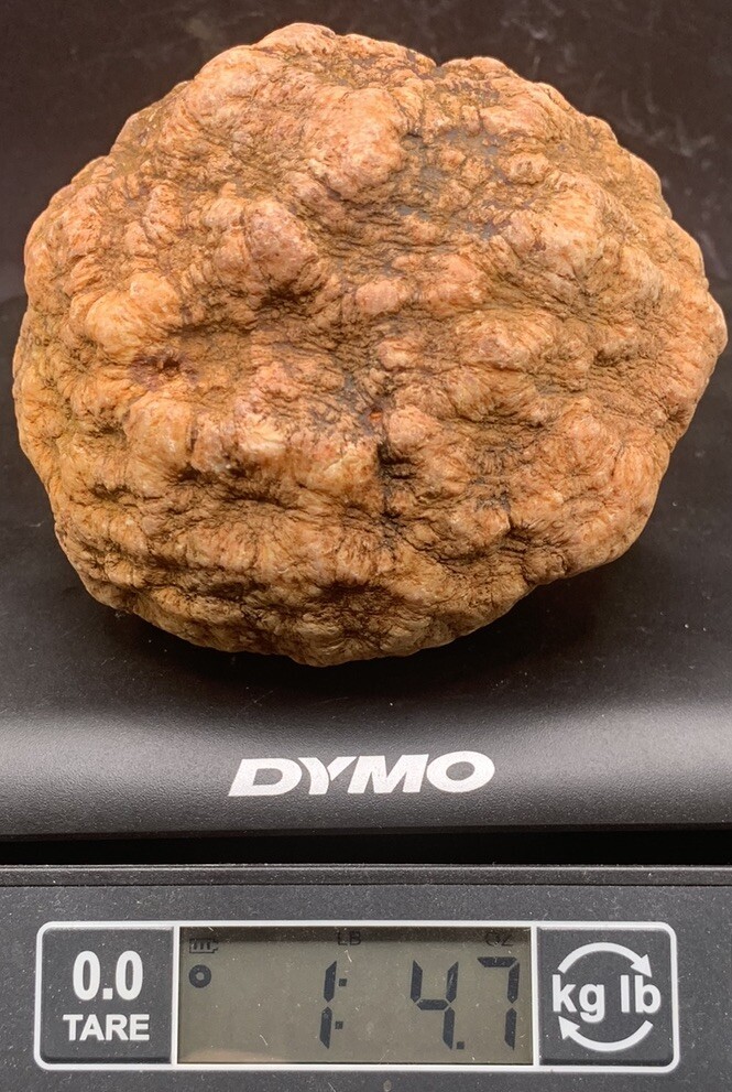 Fossilized Indiana Geode Quartz Crystal Whole 20.7 Oz Agate crinoid ...