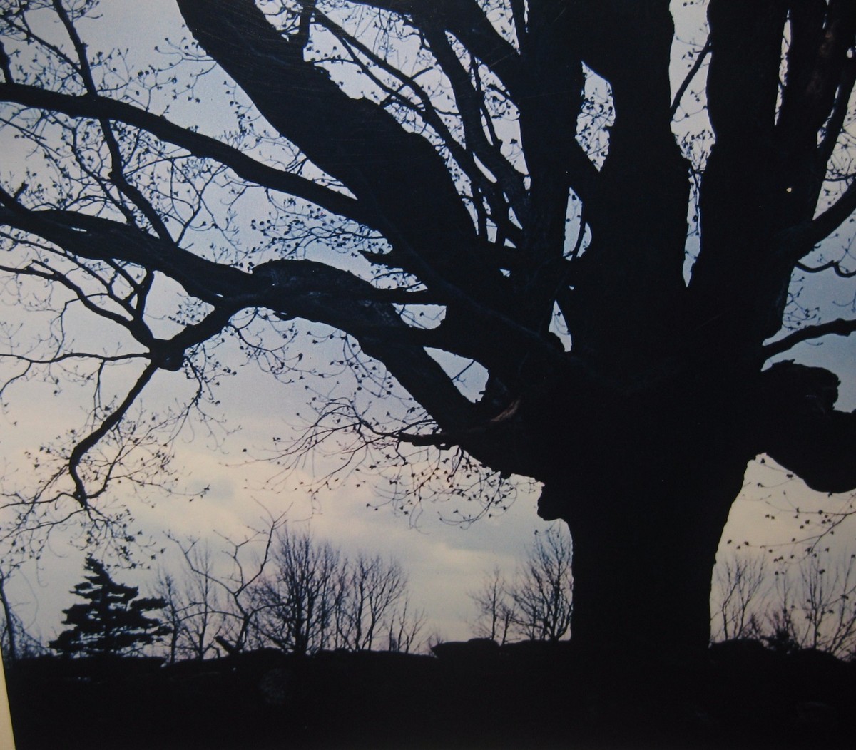 Sugar Maple Tree Silhouette
