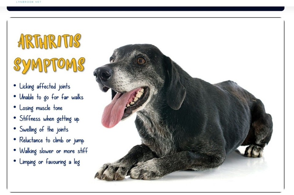 ARTHRITIS PLUS CREAM FOR DOGS & CATS - hip dysplasia, osteoarthritis ...