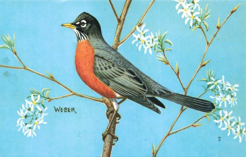 Postcard Bird Robin North American Bird Weber Reprint Artwork 1959 | eBay