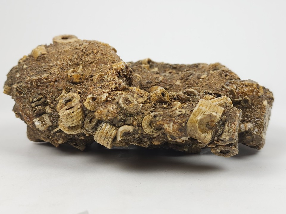 Crinoid Fossil Plate Specimen Stem Sections Cluster Encrinite Stone 2 ...
