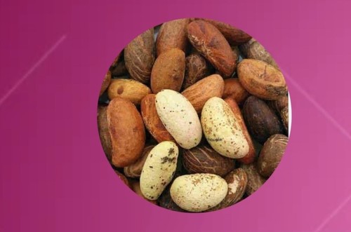 NOIX DE PETIT BITTA COLA TRÈS FRAICHE GARCINIA ( 500 G ) LIVRAISON ...