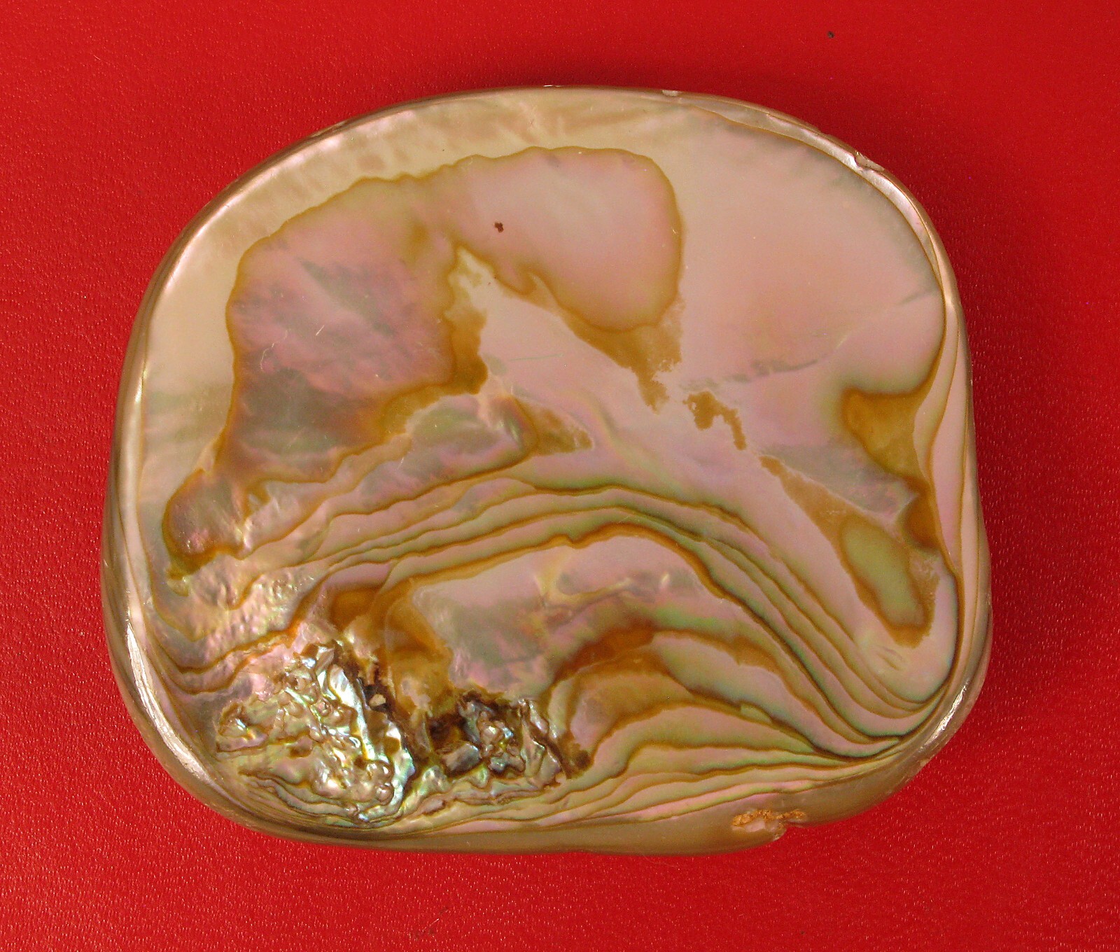 FABULOUS VINTAGE ABALONE SEA SHELL OCEAN NAUTICAL BOLO TIE STATEMENT ...