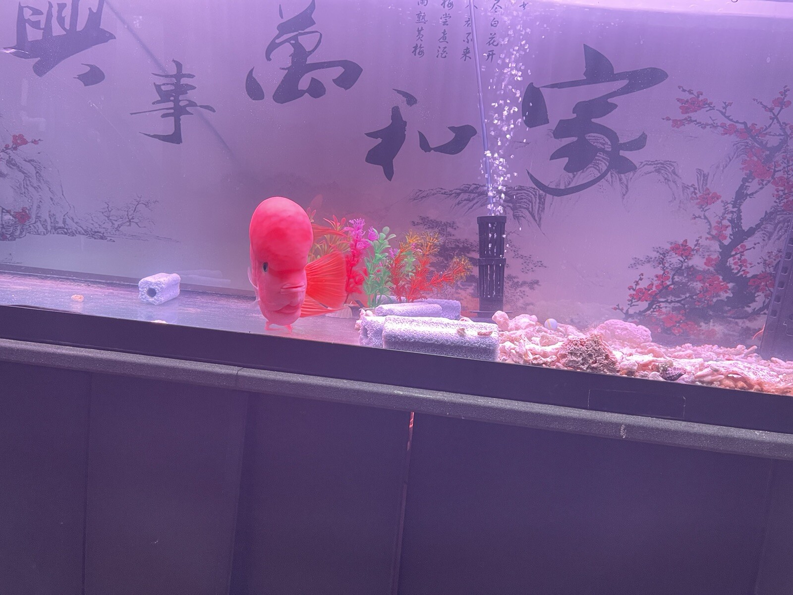 Flowerhorn Super Red Monkey SRM Exotic Vip Monster Kok High Quality ...