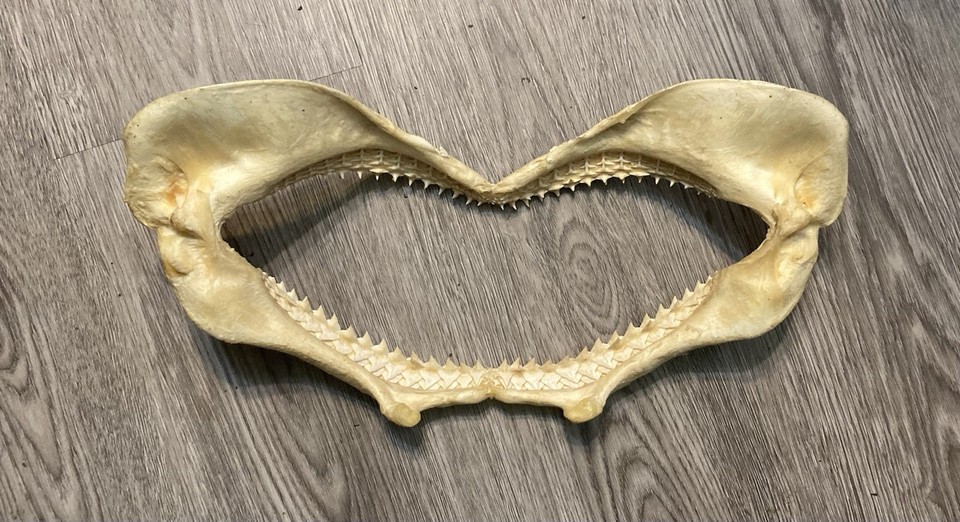 JAWS 1975 ORIGINAL SHARKS JAW PROP QUINT’S SHACK DECOR W/COA | eBay