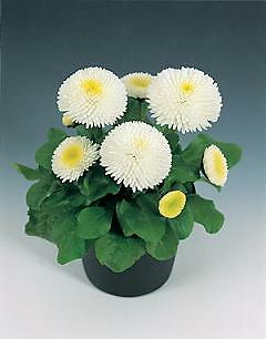 Bellis perennis Tasso PL White 1,000 seeds | eBay