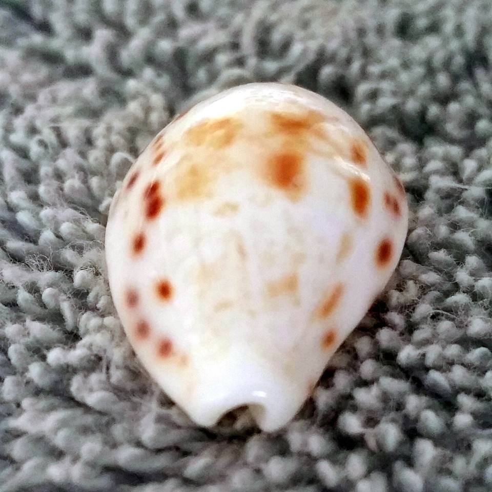 Cypraea Rashleighana #1 22.3mm ULTRA-RARE! LIVE COLLECTED from Hawaii ...