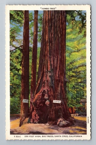 Santa Cruz CA-California, Jumbo Tree 250 Feet High, Vintage Postcard | eBay