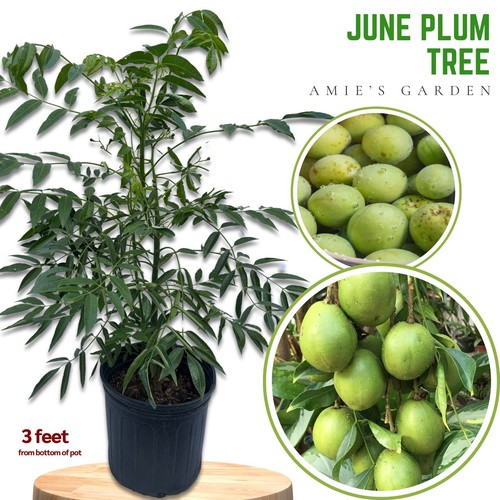 June Plum Tree - 2-3 Feet tall, 3-gal pot | Free Shipping Included ...