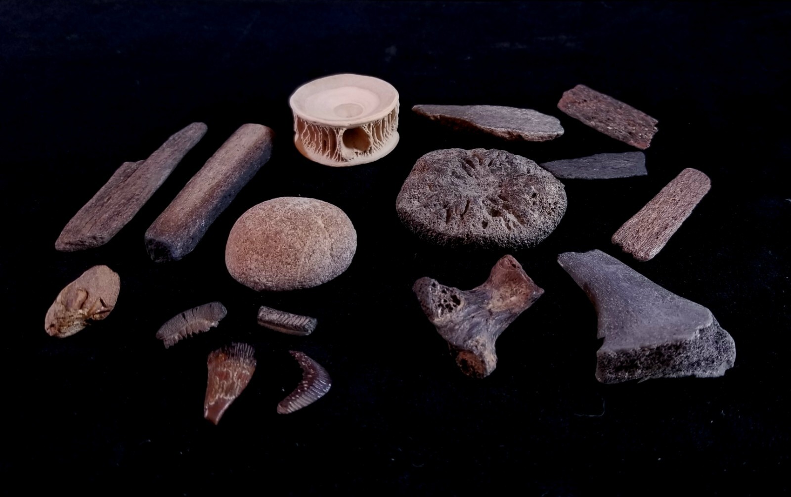 16 Calvert Cliffs MD Fossil Lot Shark Whale Dolphin Bone Teeth Early ...