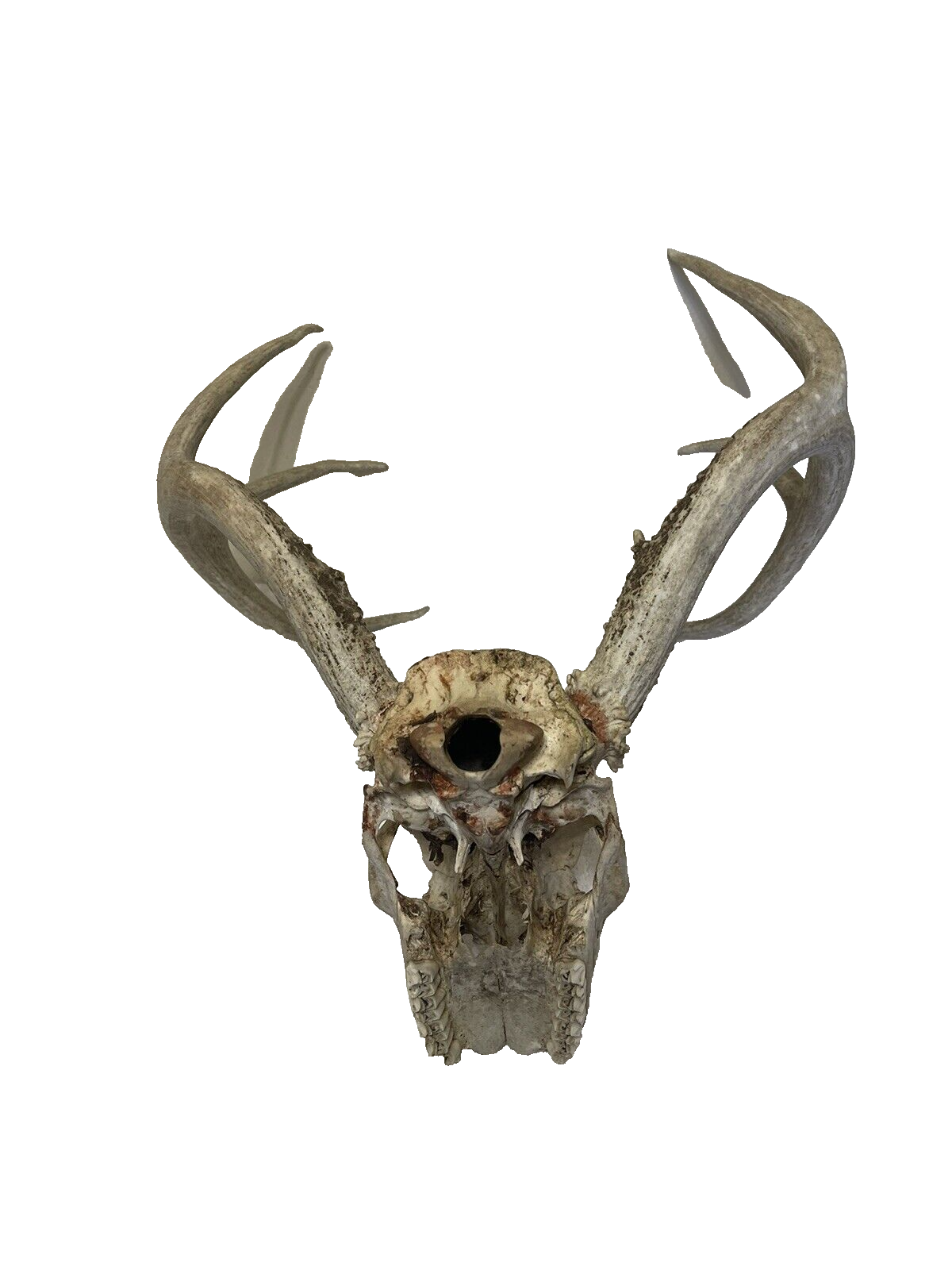 Whitetail Deer Antler Skull Nice 6 Point Tall Basket Rack Deer | eBay