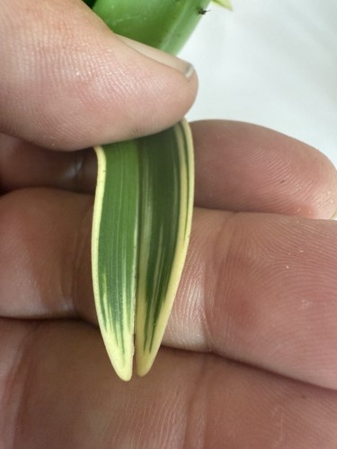 THREE SPIKES!!! Oncidium - Miltassia Shelob 'Okika' - 'Variegata ...