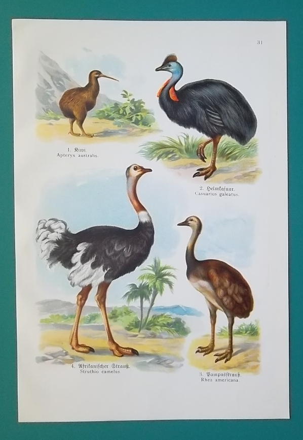 Emu Vs Ostrich Vs Rhea