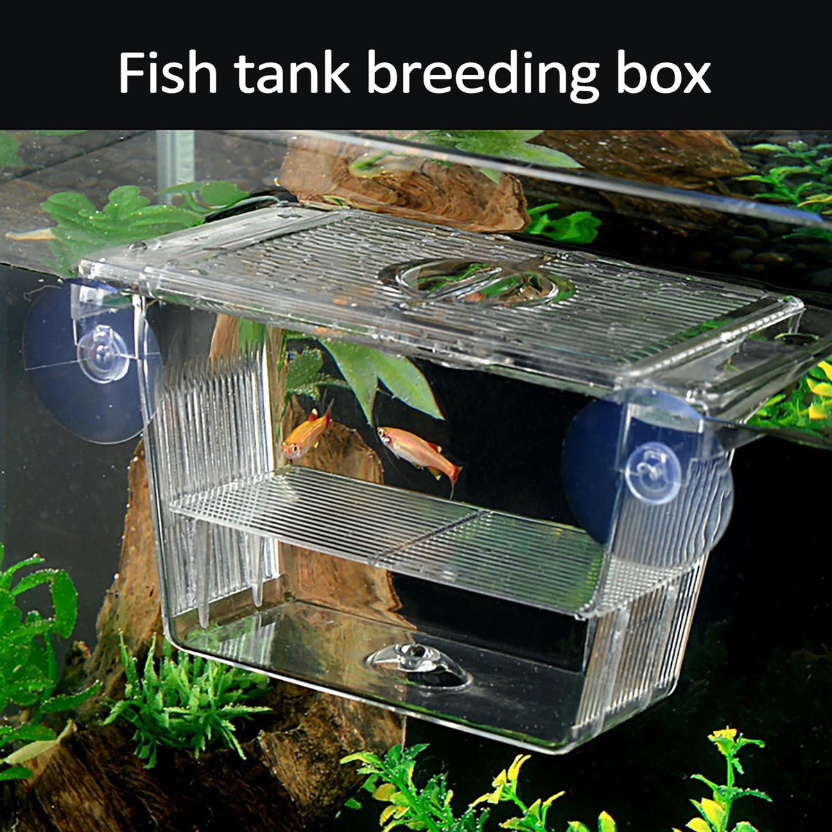 Fighter Fish Breeding Tank Guppy Breeding Float Tank 2.0 – Fishtopia