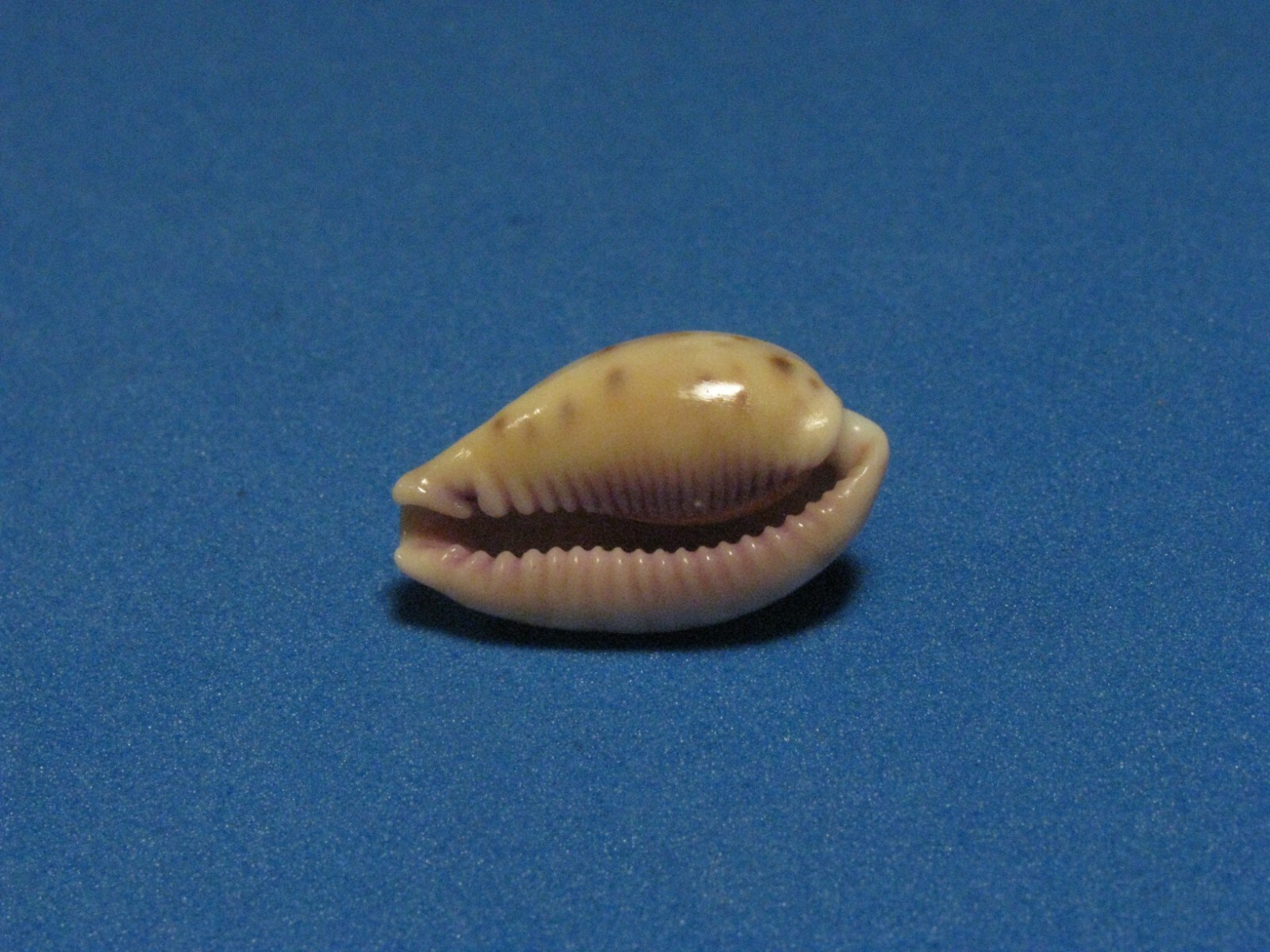 Cypraea walkeri J. E. Gray,1832 "WALKERS COWRIE" (21.4mm) | eBay