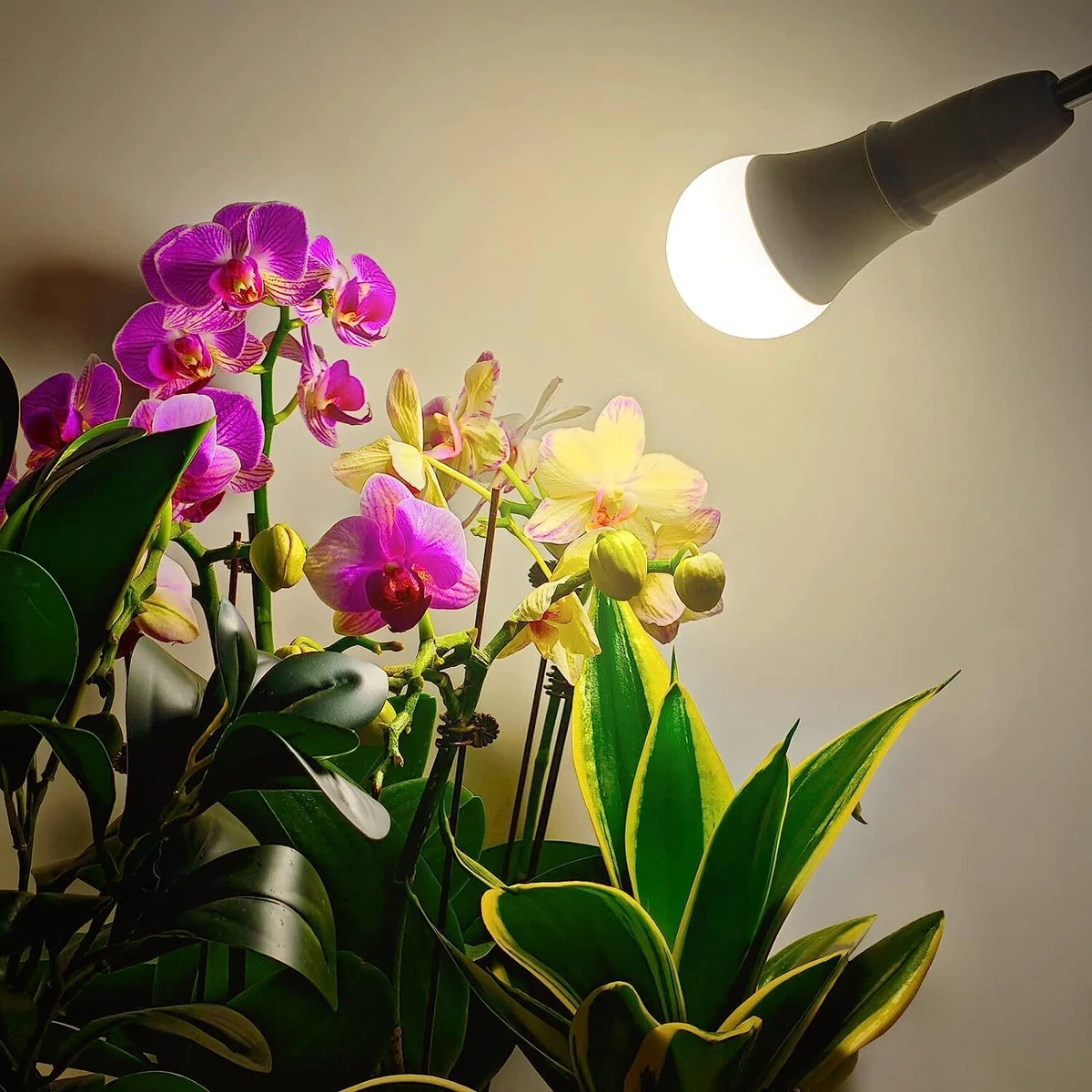 Philips Full Spectrum Led Light Bulbs | Shelly Lighting