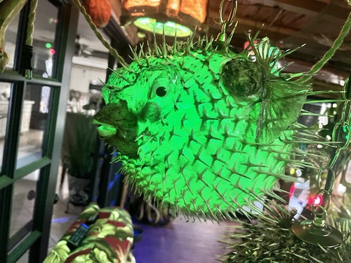 NEW 17” Real Puffer Fish Lamp w/CC Bulb Led Tiki bar Smokin Tikis ...