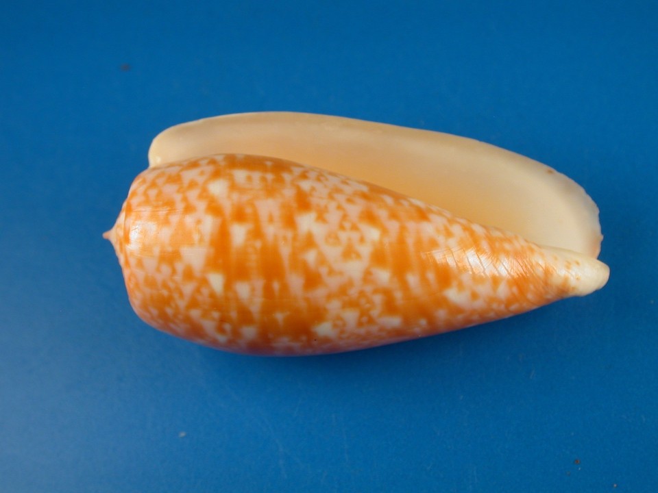 Conus bullatus, Great Color Pattern, 60.1mm, Solomons Shell G379 | eBay