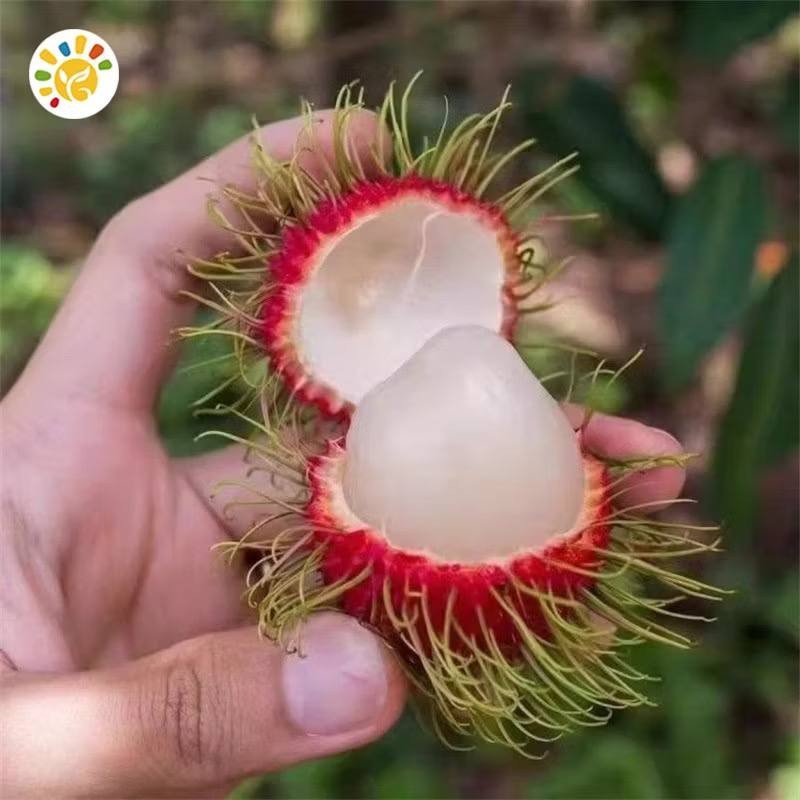 R3d Rambutan S3eds High Yield For Planting Dwarf Trees Tropical Tr3es ...