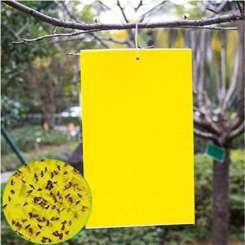 20 Pack Garden Sticky Traps Cucumber Beetle Trap Fruit Fly Trap Fly 6 ...