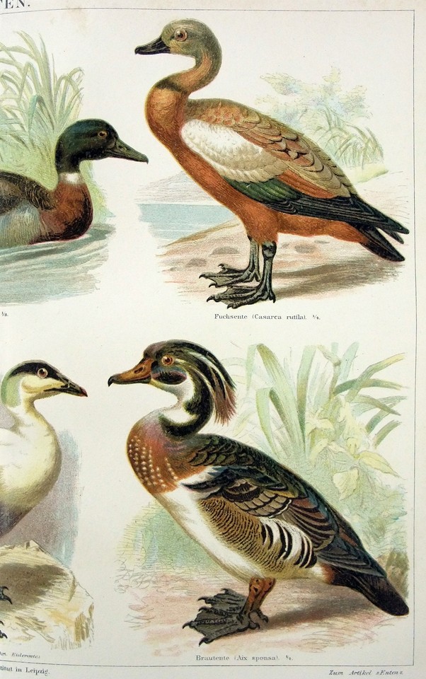 Ducks - Original 1889 Chromo-lithograph by Meyers. A German Antique ...
