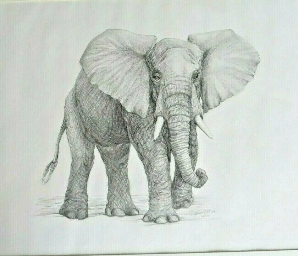 Pencil Drawings Of Elephants