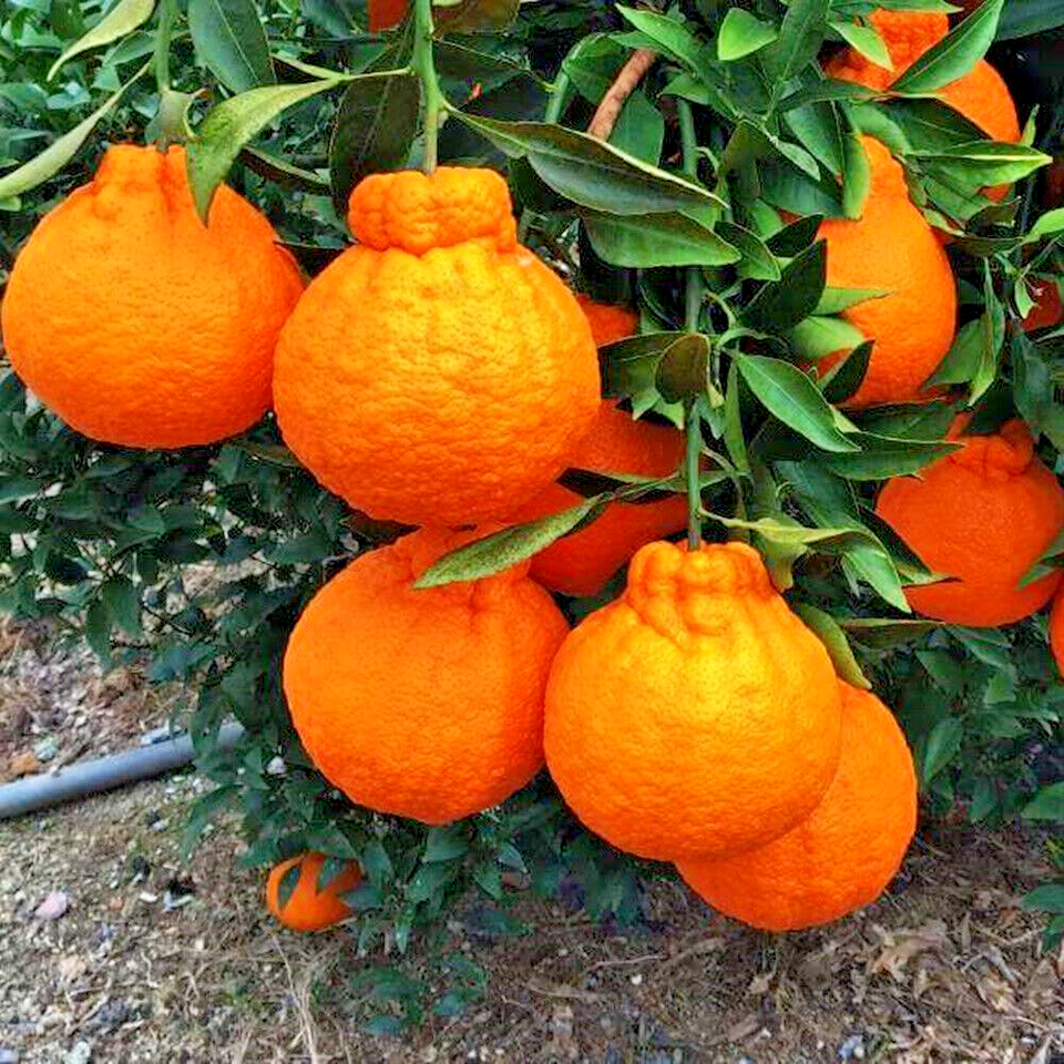 Dekopon Orange Grafted Plant Sumo Shiranui Mandarin Fruit Tree Tall 20 ...