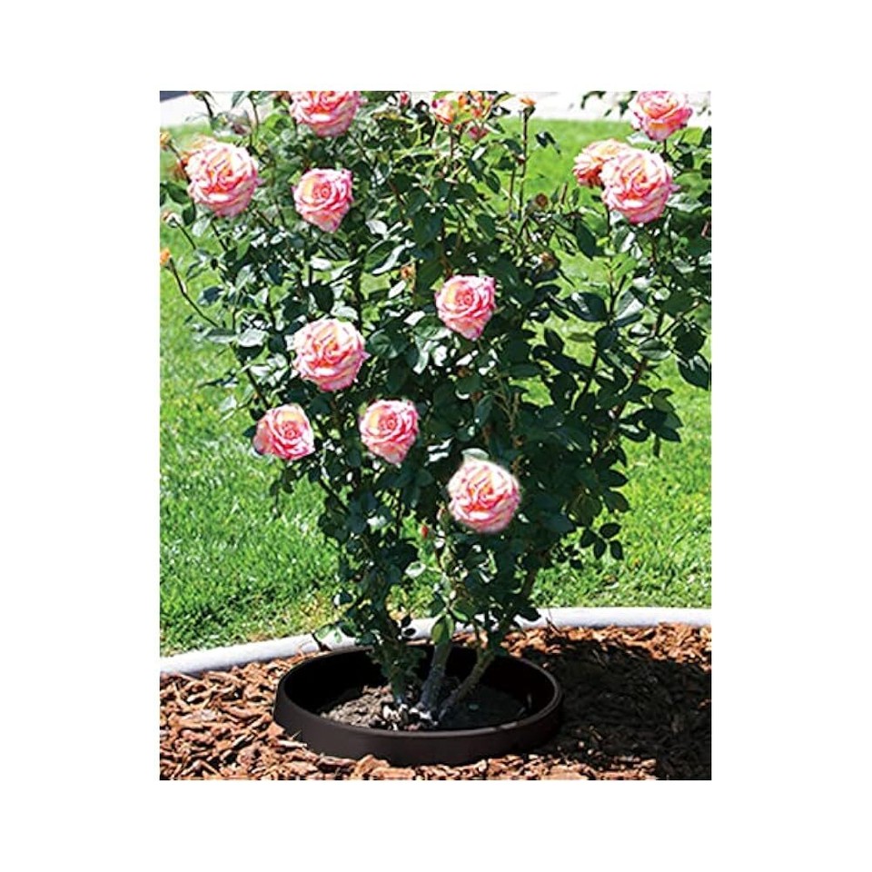 3 Pack of 24 in Planting Rings. Edging and Water Retention. Protects ...