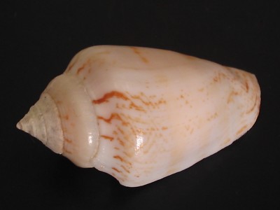 Rare Locale...STROMBUS PERSICUS w/o~45.8mm~Greece SEASHELL | eBay