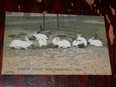 SPRINGFIELD MA - 1911 POSTCARD - RABBITS in FOREST PARK | eBay
