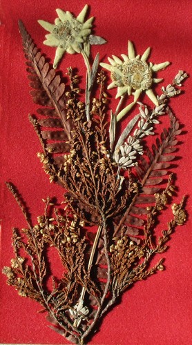 Fleur d’Edelweiss séchées | eBay