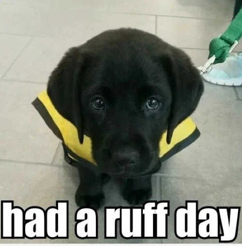 Feel Better Dog Meme