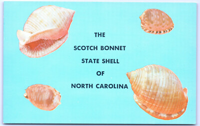Postcard North Carolina Scotch Bonnet State Shell UNP C10 | eBay