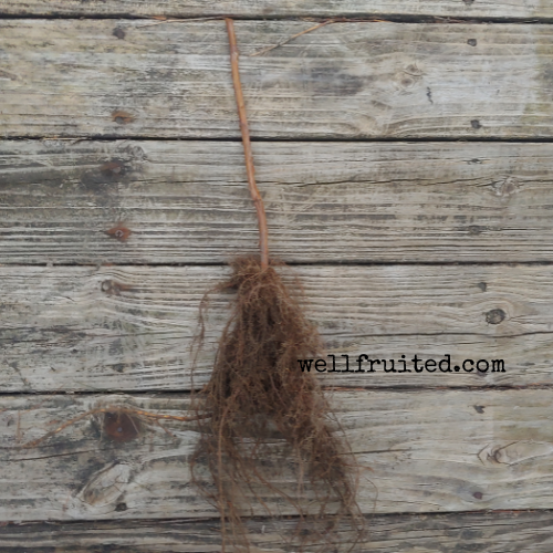 ANNE GOLD FALL RASPBERRY PLANT! 1- 2 Yrs Old (12-14") -Live Everbearing ...