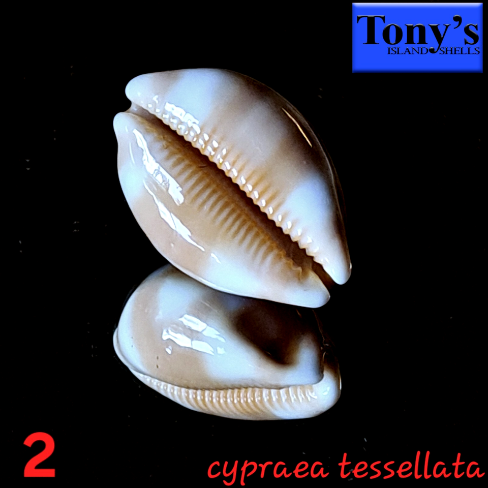 Cypraea tessellata #2 32.4mm ULTRA! RARE GORGEOUS SPECIMEN from Hawaii ...