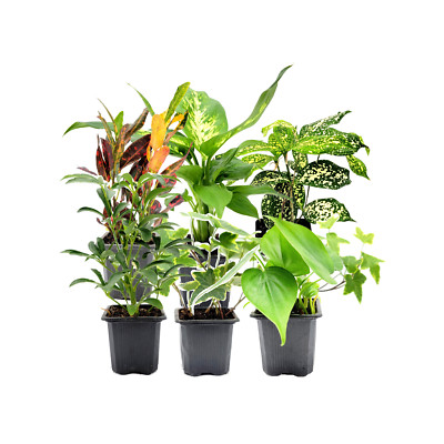 6PK 3”-Pot Live Plant Collection, No Duplicates for up to 3 Packs (18 ...
