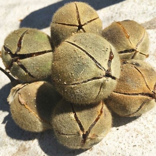 AFRICAN GUM SNOT APPLE SEEDS GORON TULA FRUIT TREE Azanza Thespesia ...