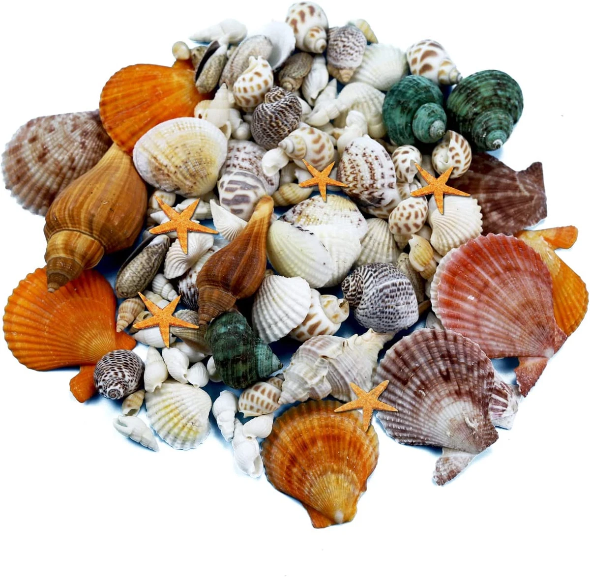 Colourful Sea Shells