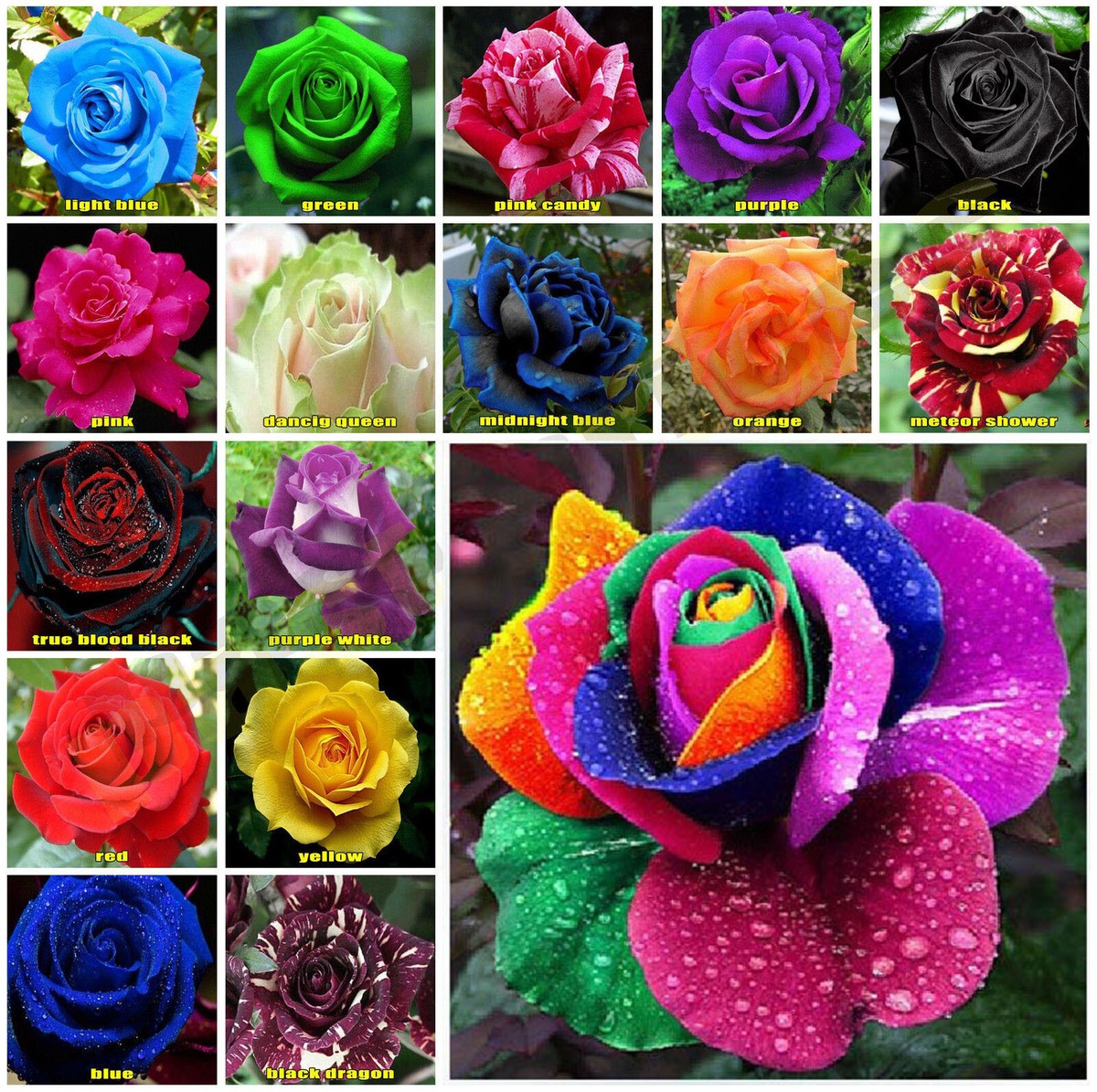 Colourful Pictures Of Roses