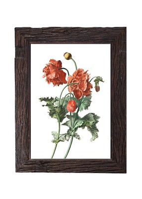 Vintage Botanical Plant Print Floral Red Poppies Art Print 5x7 Poppy ...