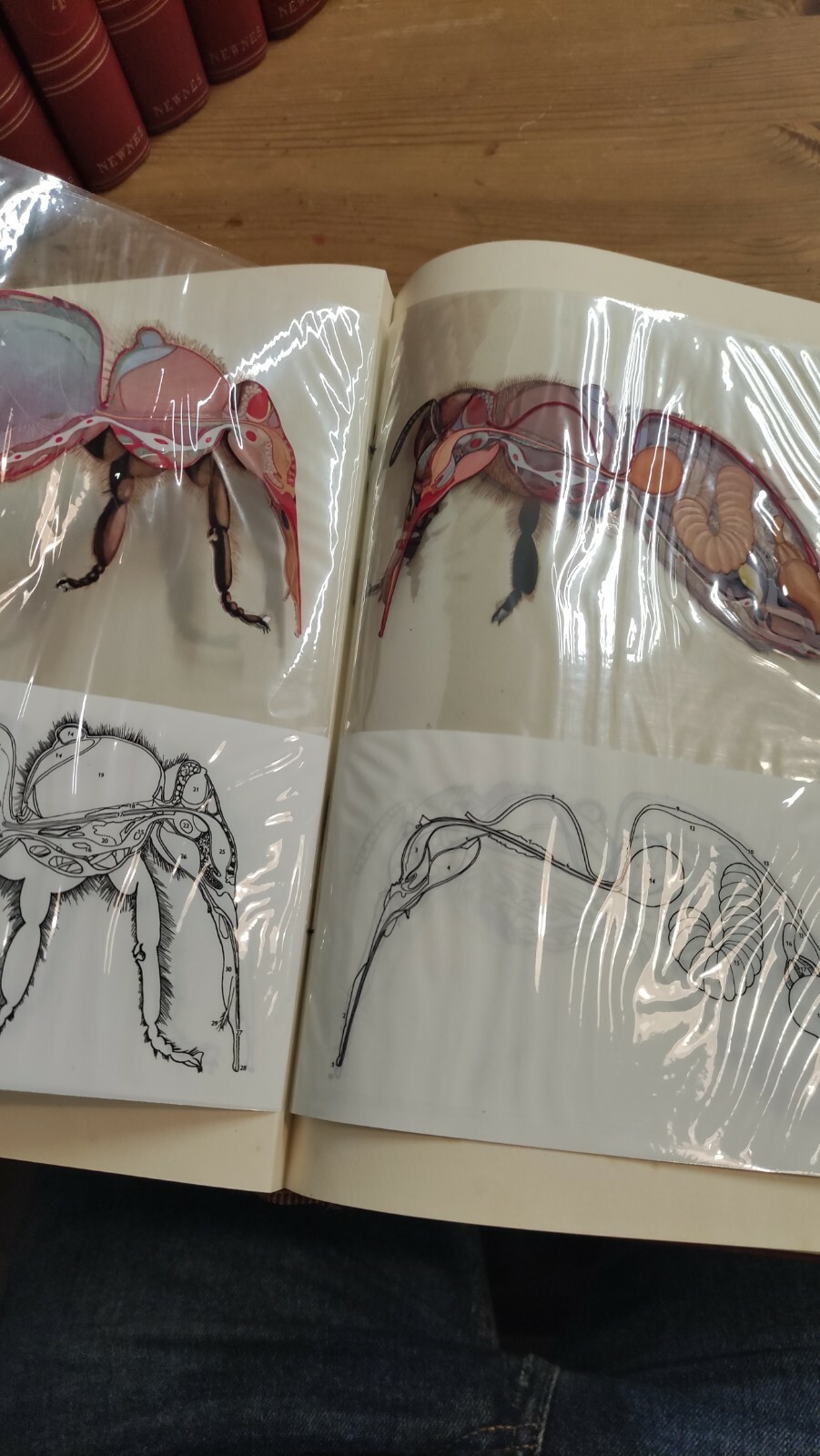 Vintage Newnes Pictorial Knowledge Encyclopedia Books Red Full Set 10 ...